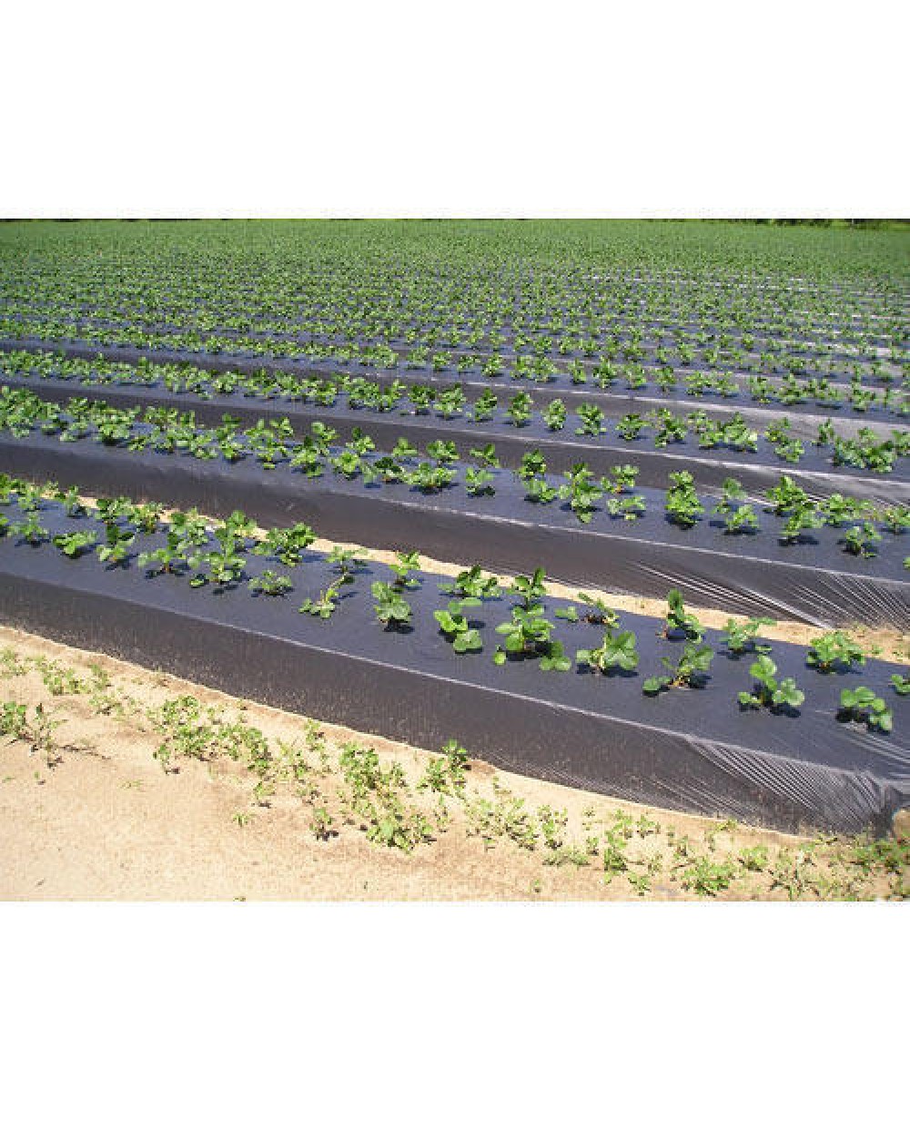 Mulching Paper 3ft x 300ft - Farming & Agro Machineries